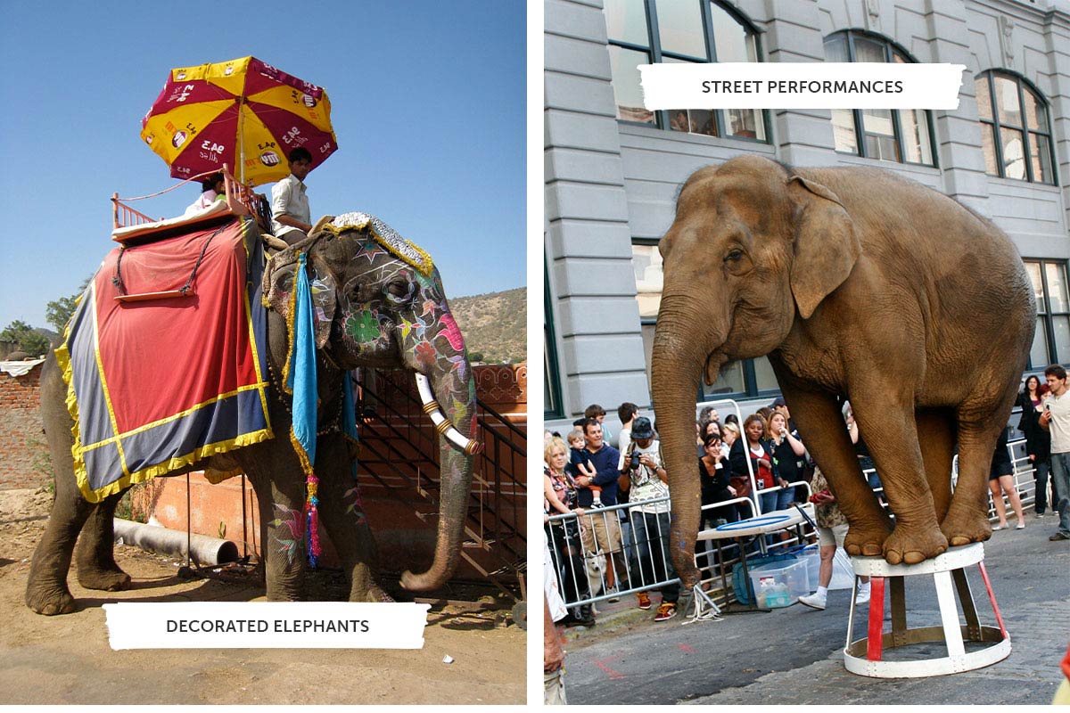 Photos of elephants we hate
