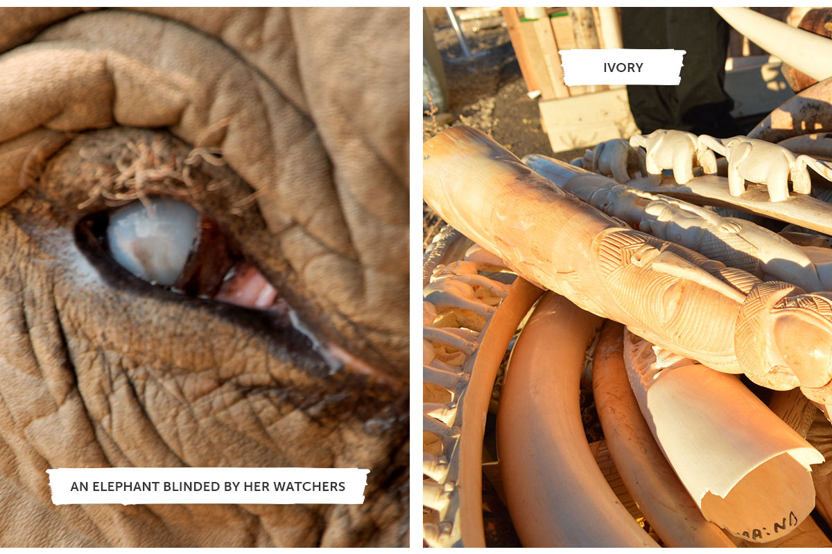 Photos of elephants we hate