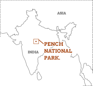 Pench National Park travel guide