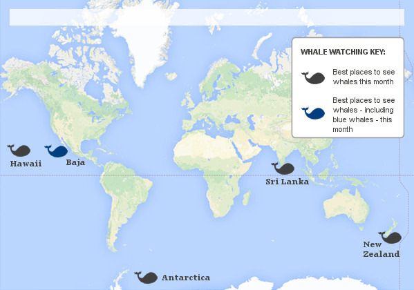 When to go whale watching.