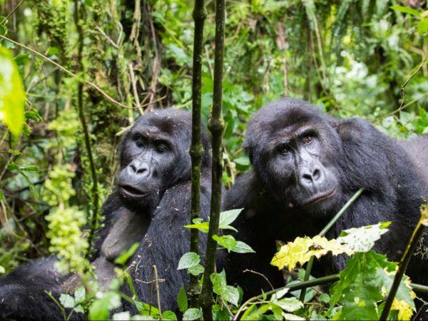 DR Congo holidays & tours in 2023 & 2024