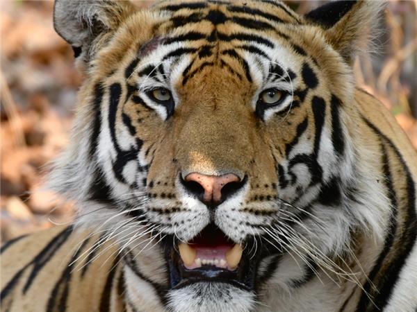 Tiger safaris. Tiger watching safaris & tours - Responsible Travel