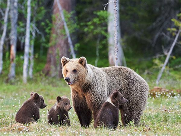 Wildlife holidays in USA in 2024 & 2025 | Responsible Travel