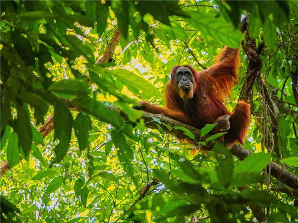 Sumatra holidays & tours in 2026 & 2027 | Responsible Travel