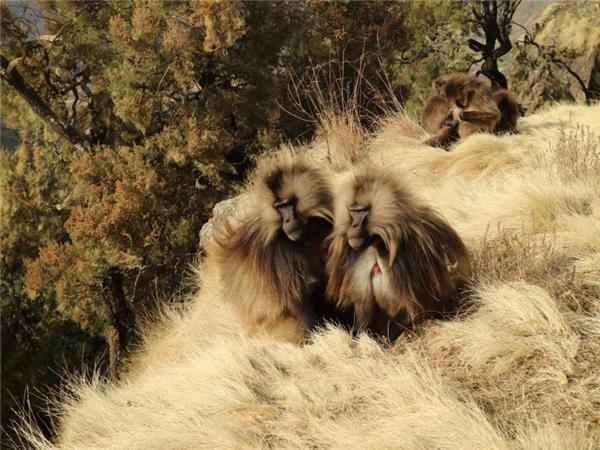 Ethiopia holidays. Tours & holidays in Ethiopia in 2019 & 2020