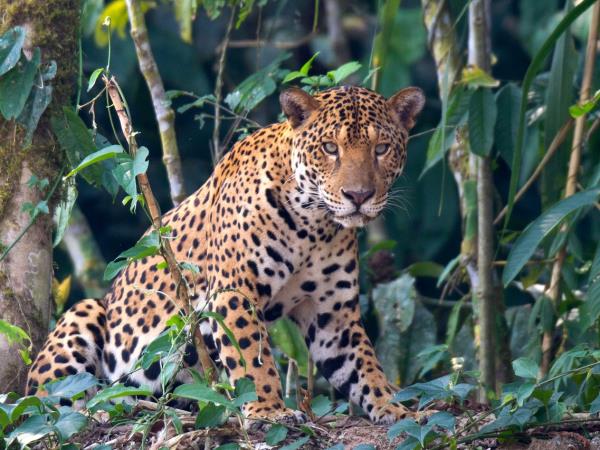 Amazon conservation project in Peru | Responsible Travel