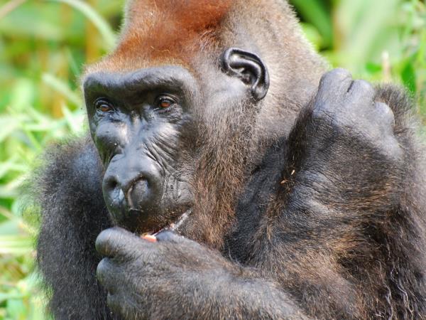 Cameroon small group tour, culture and wildlife | Responsible Travel