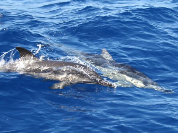 Wildlife in Greece