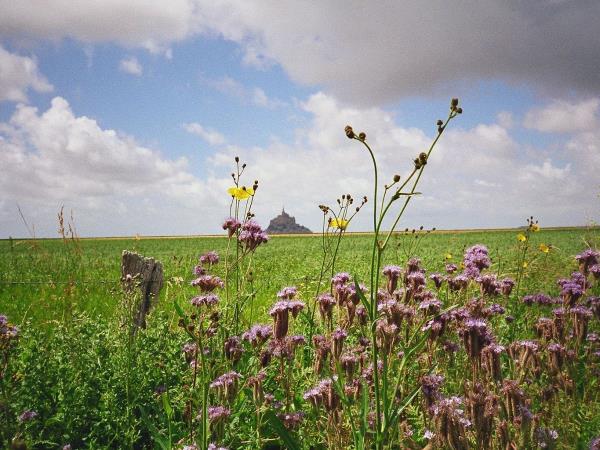 Wildflowers In Normandy | Best Flower Site