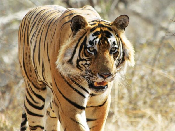 Tiger safaris. Tiger watching safaris & tours. Helping Dreamers Do.
