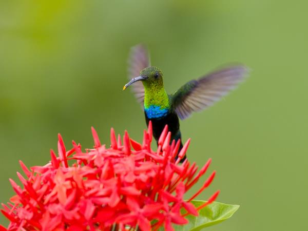 St Lucia National Flower Festival | Best Flower Site