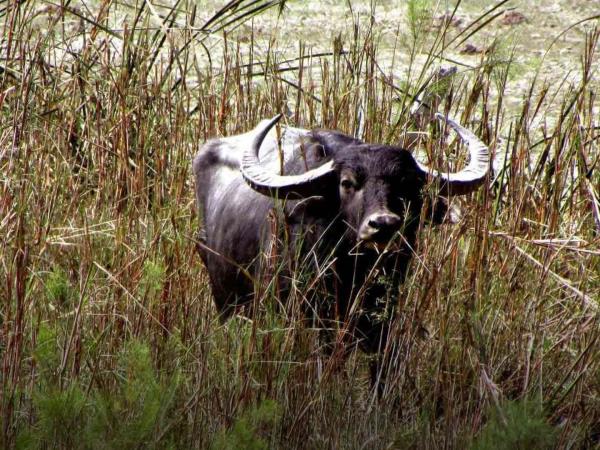 Koshi Tappu wildlife reserve tour, Nepal | Responsible Travel