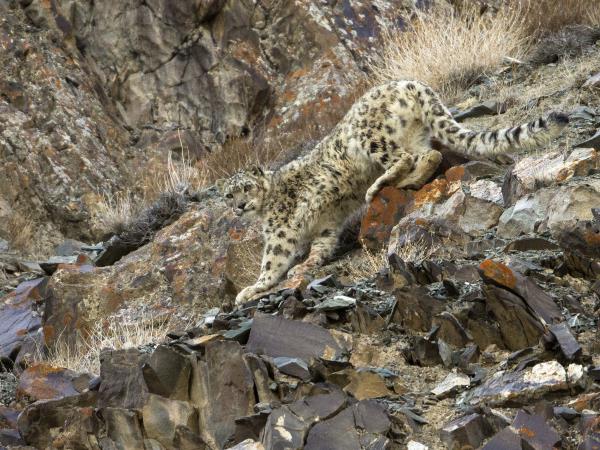 India snow leopard tracking and Golden Triangle | Responsible Travel