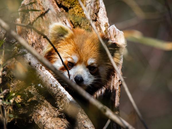 Red Panda tracking tour in Nepal | Responsible Travel