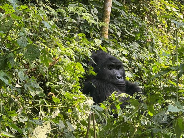 Gorilla safaris & Gorilla holidays - Responsible Travel