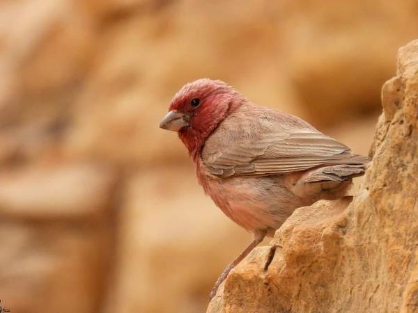 Jordan bird watching tour | Responsible Travel