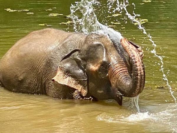 Elephant watching holidays in 2026 & 2027 | Responsible Travel