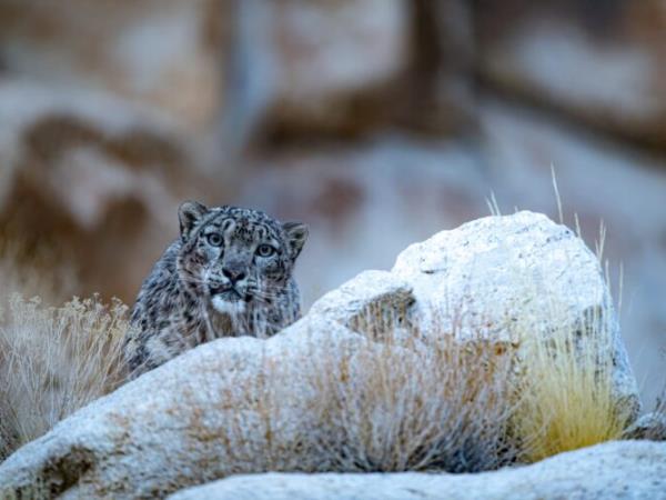 Snow leopard tracking holidays in 2025 & 2026 | Responsible Travel
