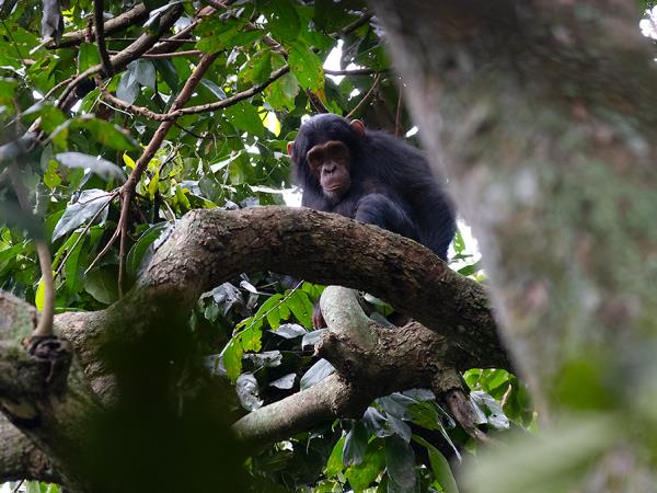 Uganda wildlife and conservation tour | Responsible Travel