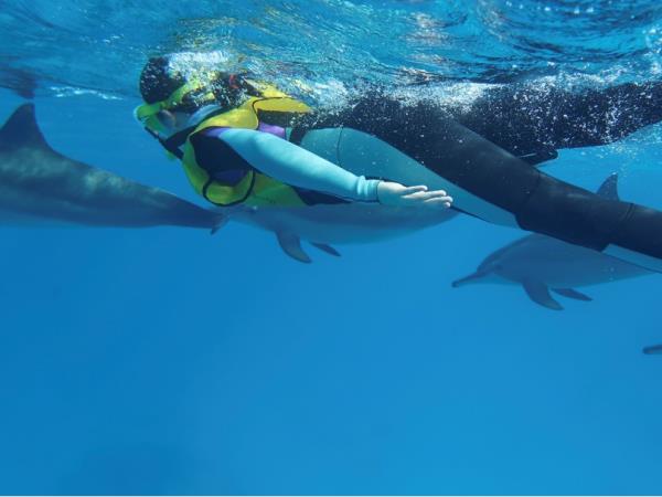 Is it okay to swim with dolphins in the wild?