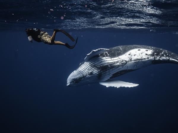 Whale watching holidays in 2025 & 2026 | Responsible Travel