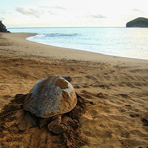 Best time to visit the Comoros