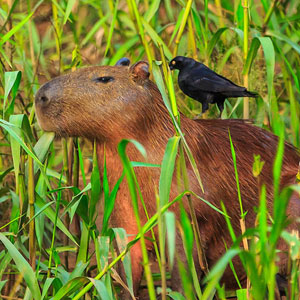 Things to do in the Peruvian Amazon