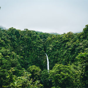 Rainforest travel guide