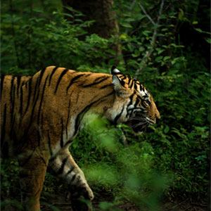 Where to see tigers in the wild
