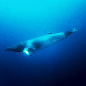Best time to visit the Azores