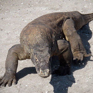 Best time to visit Komodo
