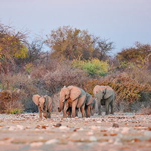 Bush camp safaris in Namibia