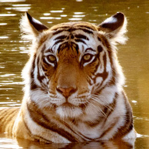 Best place to see tigers in the wild