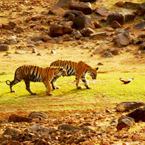 Best place to see tigers in the wild