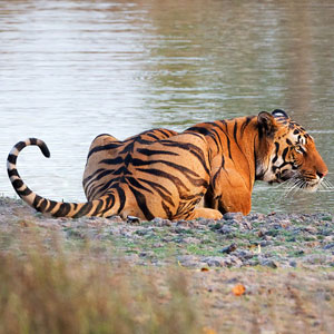 Best place to see tigers in the wild