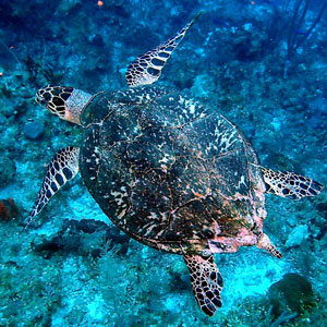 Caribbean travel guide