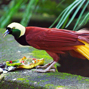 Trekking The Kokoda Track in Papua New Guinea