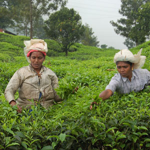 Best time to visit Kerala