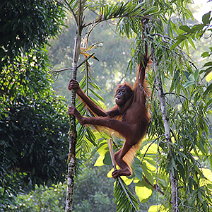 Asia wildlife holidays