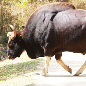 Best time to visit Kanha National Park