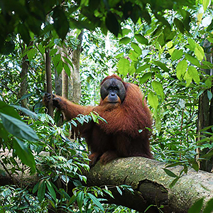 Sumatra travel guide