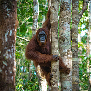 Kalimantan travel guide