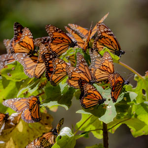 Wildlife in Mexico travel guide