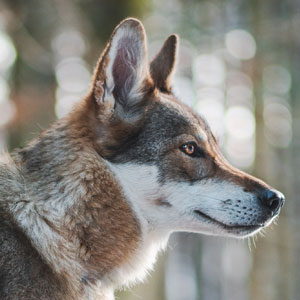 Where to see wildlife in Romania