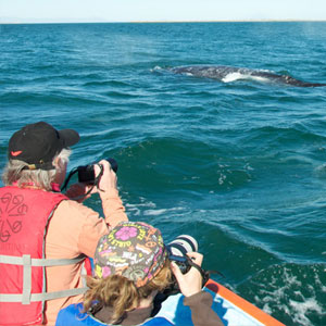 Where to go whale watching