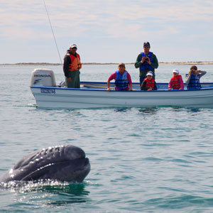 Best time to go whale watching