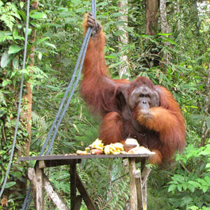 Wildlife conservation activities