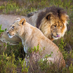 Wildlife conservation activities