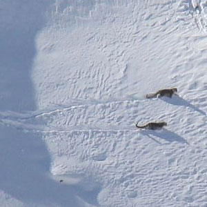 Wildlife tracking on foot in Africa