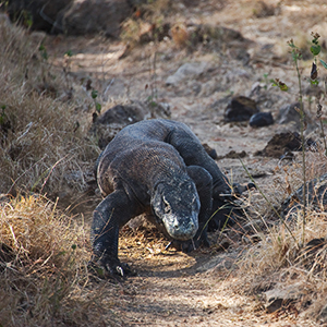 Best time to visit Komodo